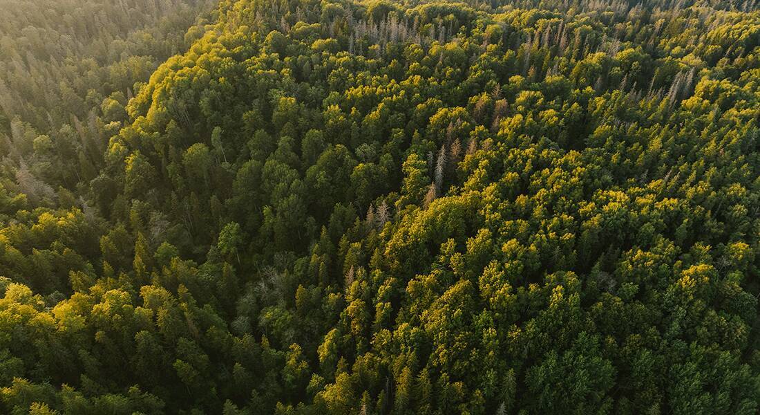 Into the Woods: Hike in the World’s Best Forests | ASMALLWORLD